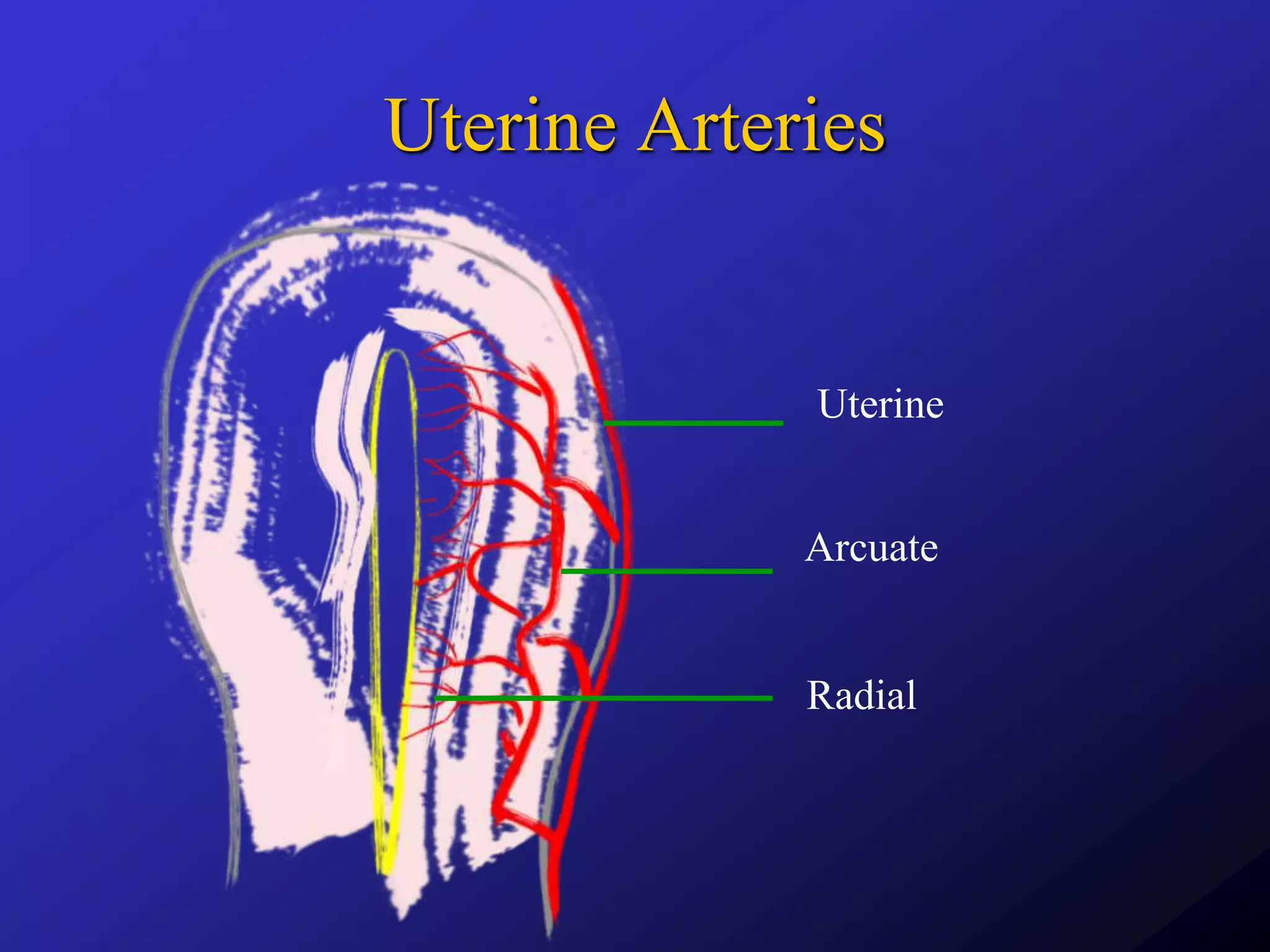 Ultrasound of uterus, part 1 | PPTX
