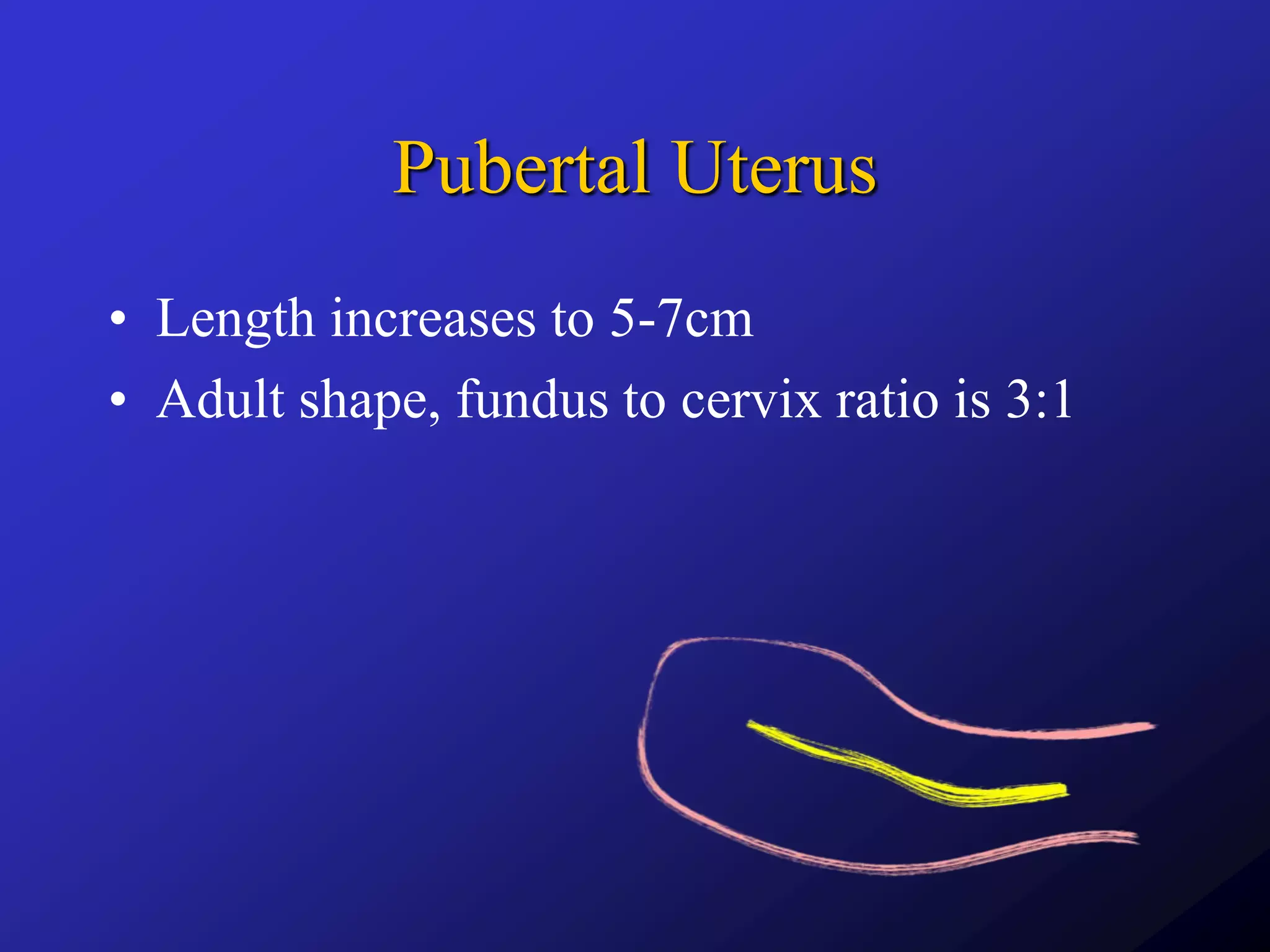 Ultrasound of uterus, part 1 | PPTX