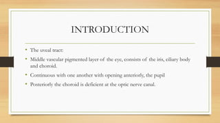 THE ANATOMY OF THE UVEAL TRACT PRESENTATION | PDF