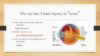 THE ANATOMY OF THE UVEAL TRACT PRESENTATION | PDF