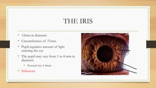 THE ANATOMY OF THE UVEAL TRACT PRESENTATION | PDF