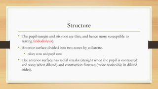 THE ANATOMY OF THE UVEAL TRACT PRESENTATION | PDF