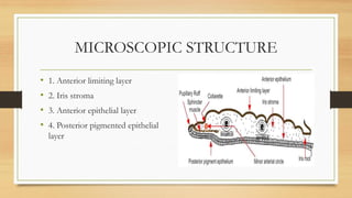 THE ANATOMY OF THE UVEAL TRACT PRESENTATION | PDF