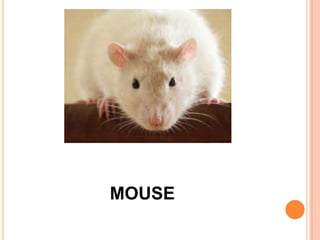 The vain little mouse | PPTX | Cats | Pets