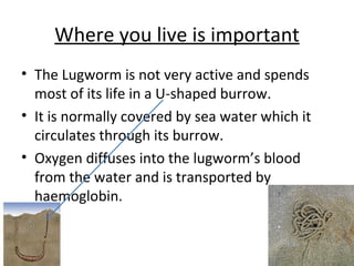 The Variety Of Life Continued | PPT | Blood Disorders | Diseases and ...