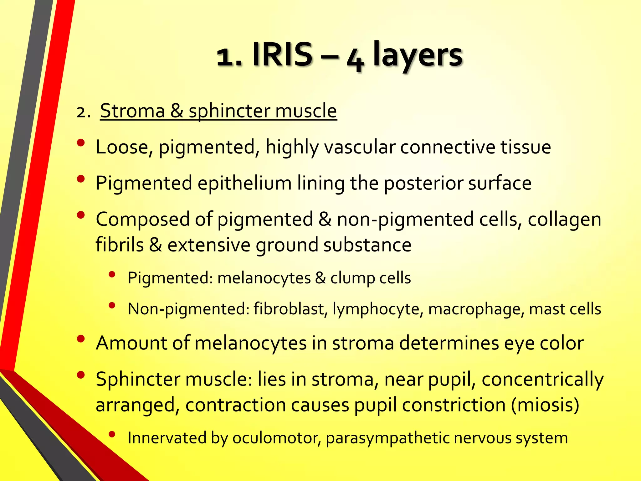 The vascular coat of the eye | PPTX