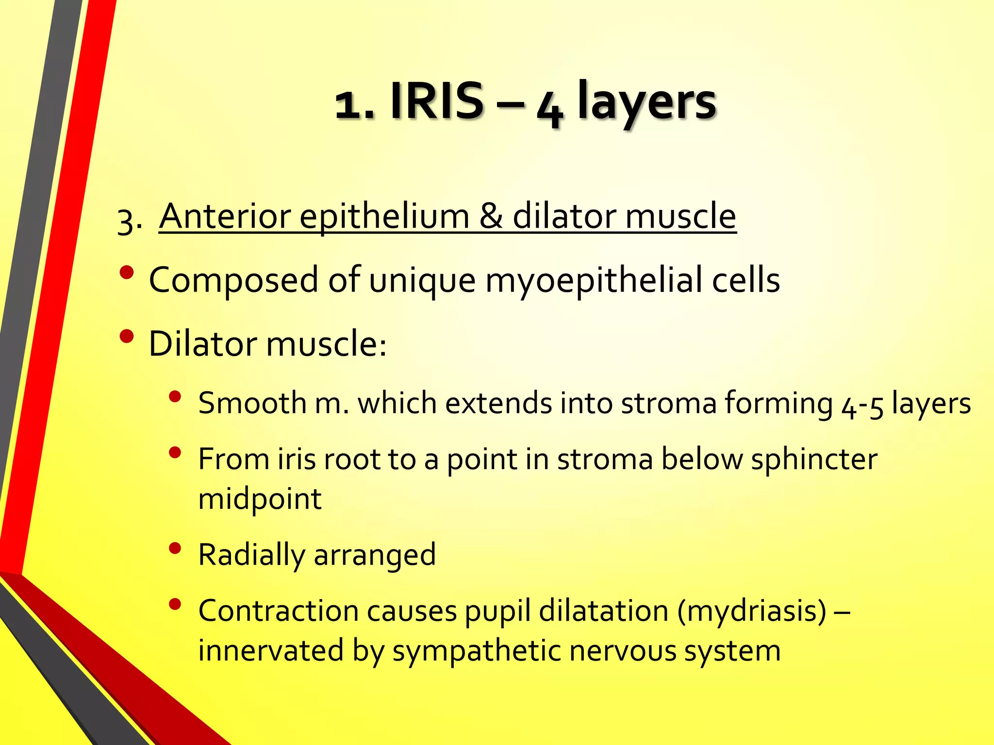 The vascular coat of the eye | PPTX