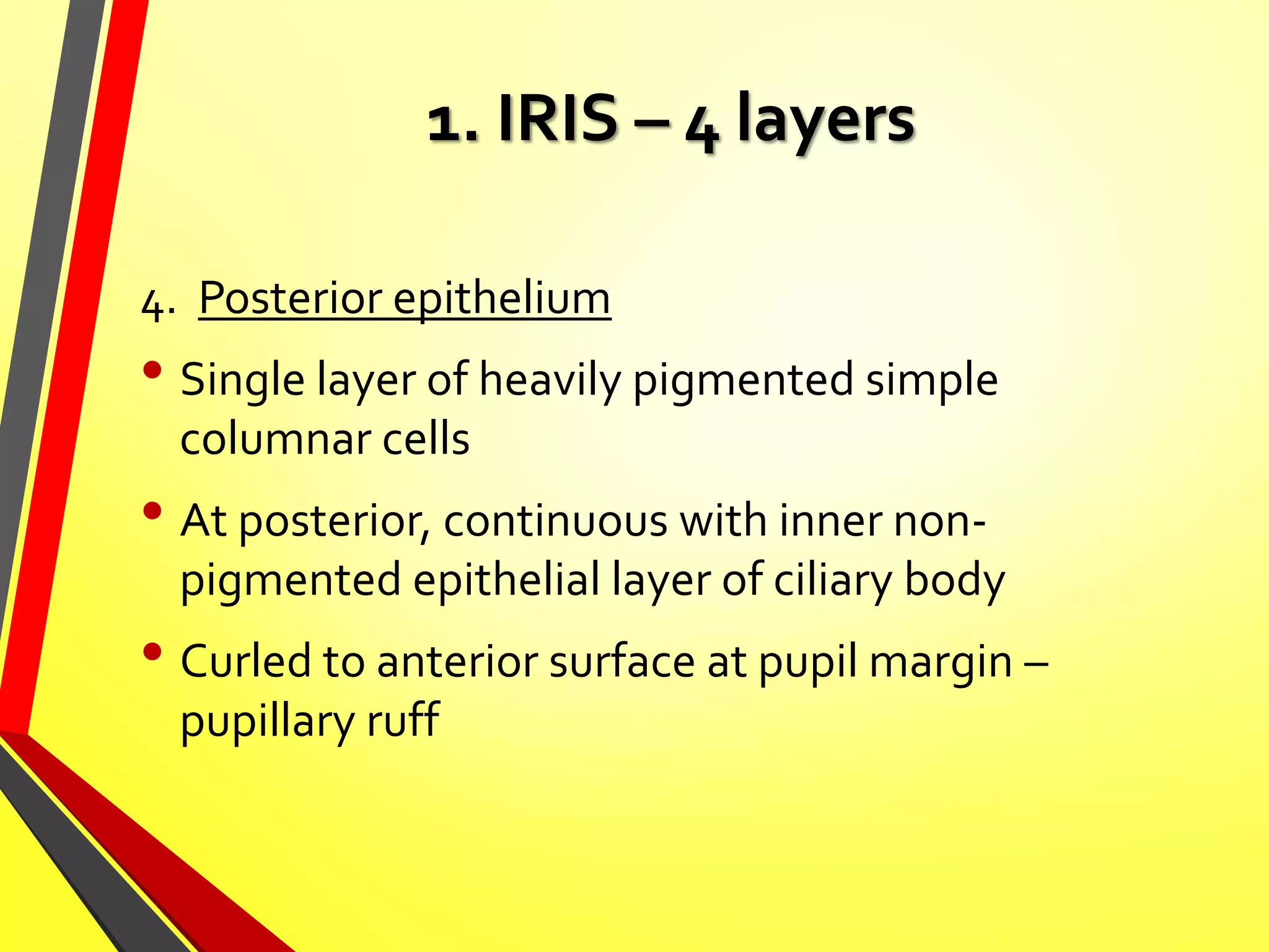 The vascular coat of the eye | PPTX