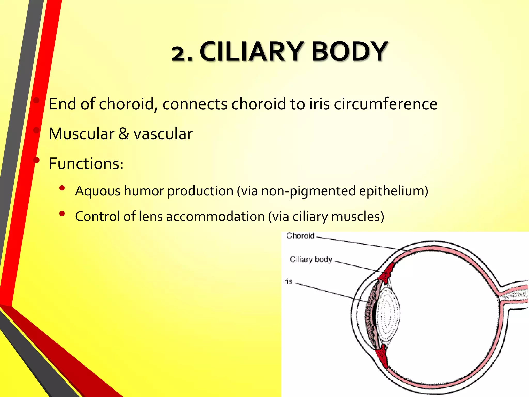 The vascular coat of the eye | PPTX