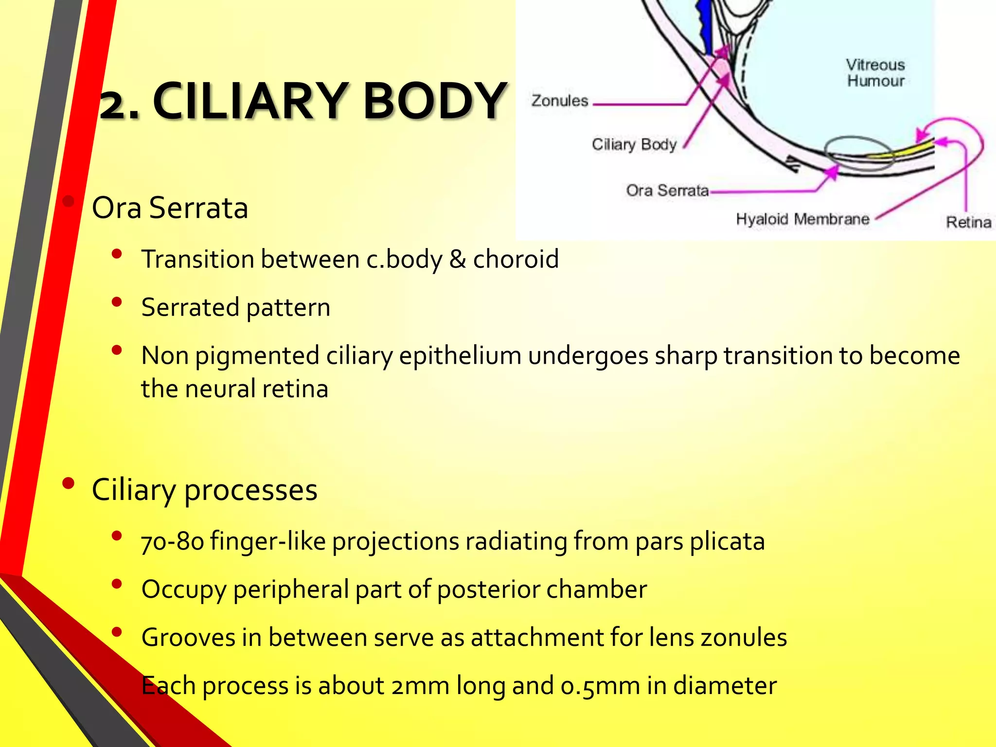 The vascular coat of the eye | PPTX