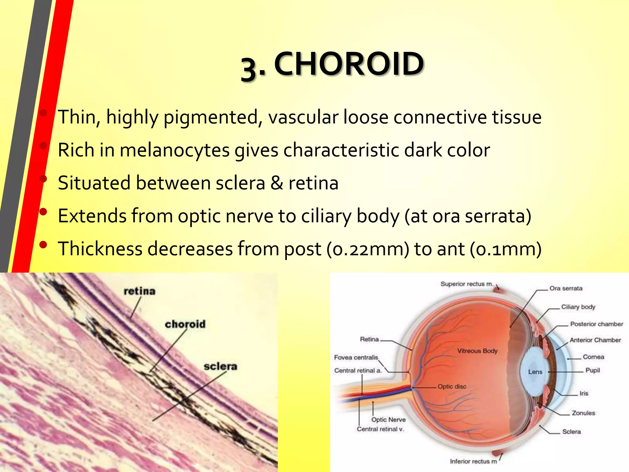 The vascular coat of the eye | PPTX