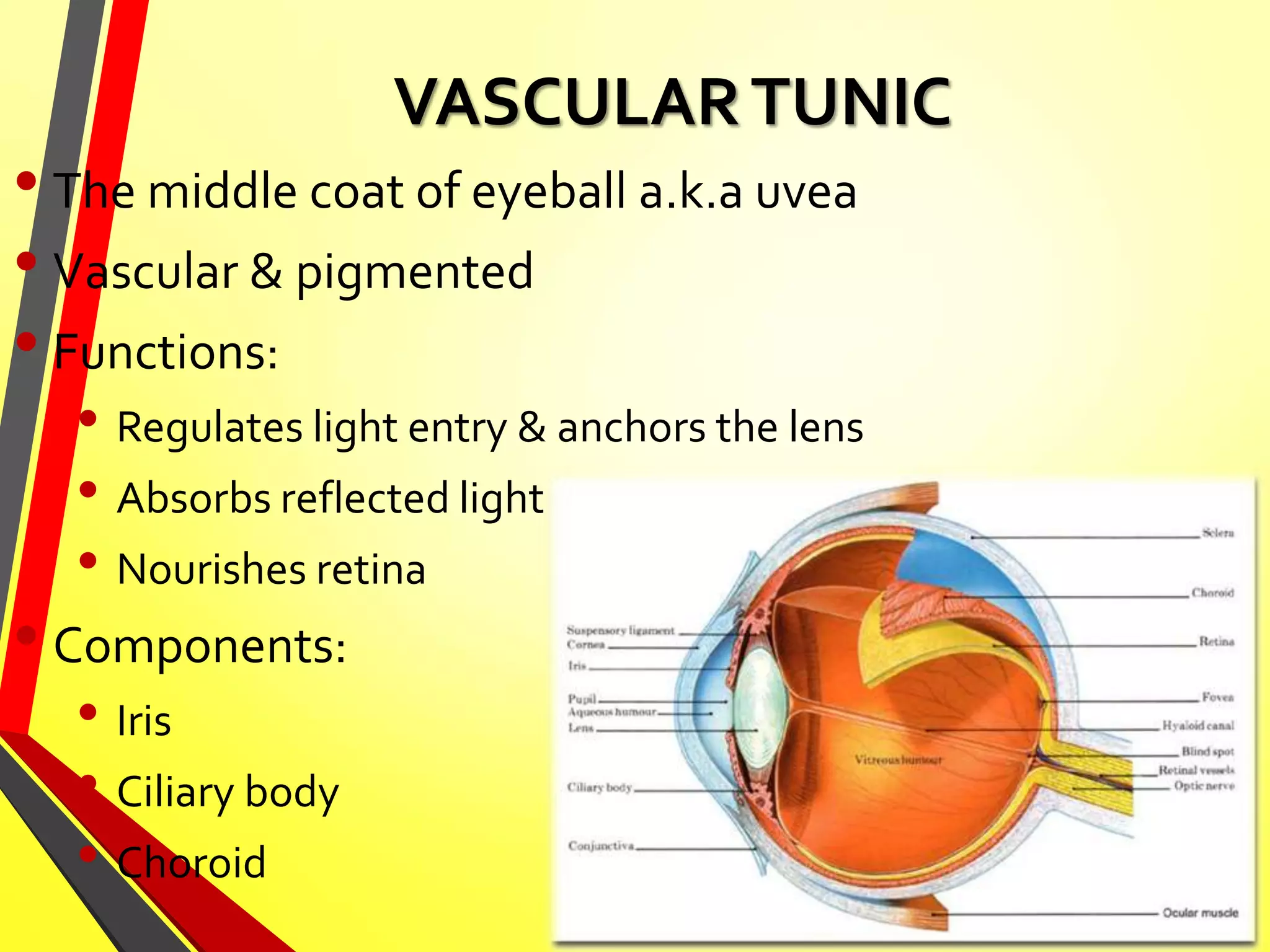 The vascular coat of the eye | PPTX