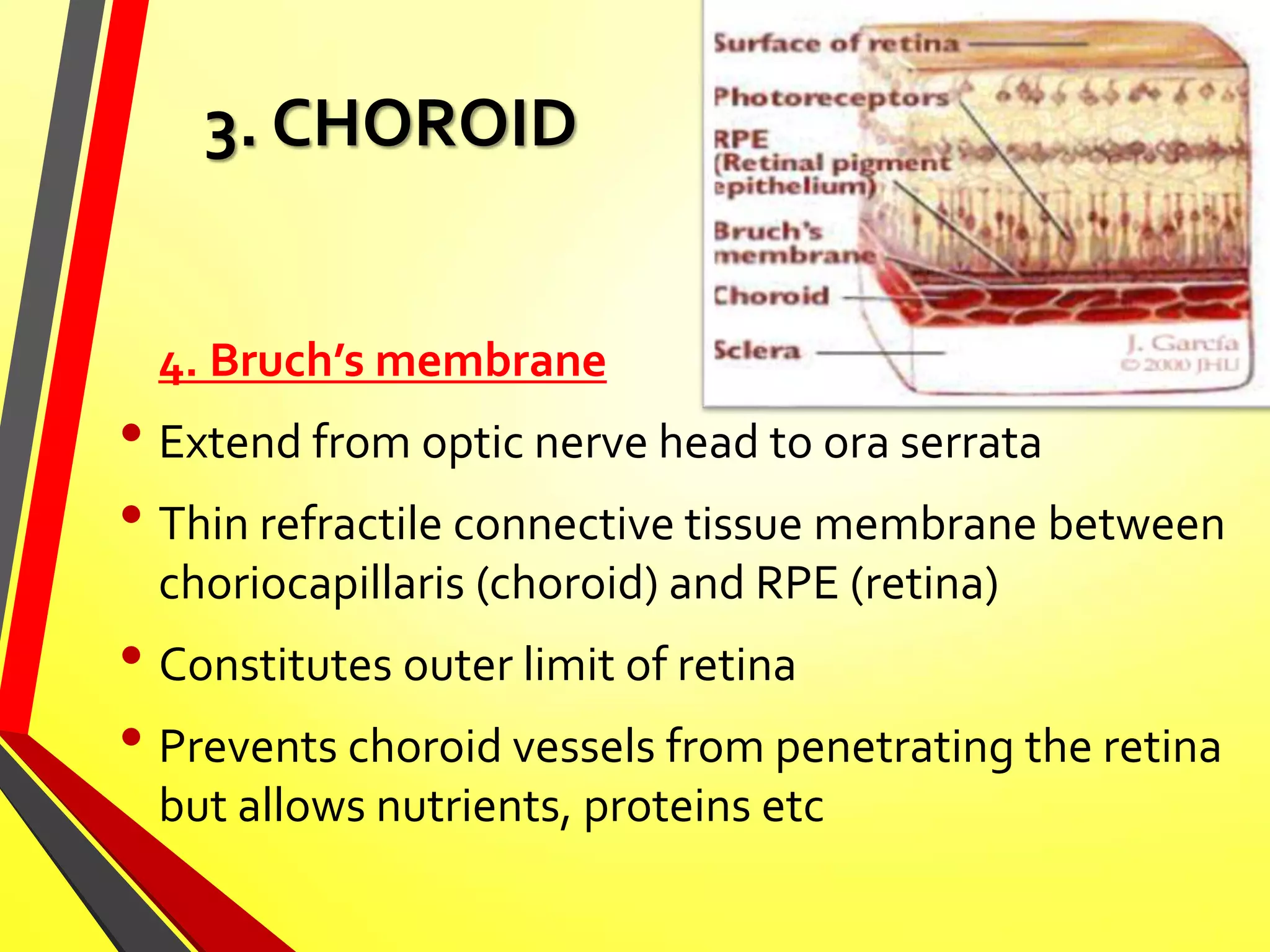 The vascular coat of the eye | PPTX