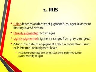 The vascular coat of the eye | PPTX | Eye and Vision Conditions ...
