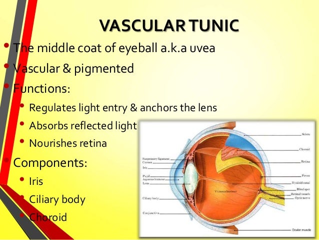 The vascular coat of the eye