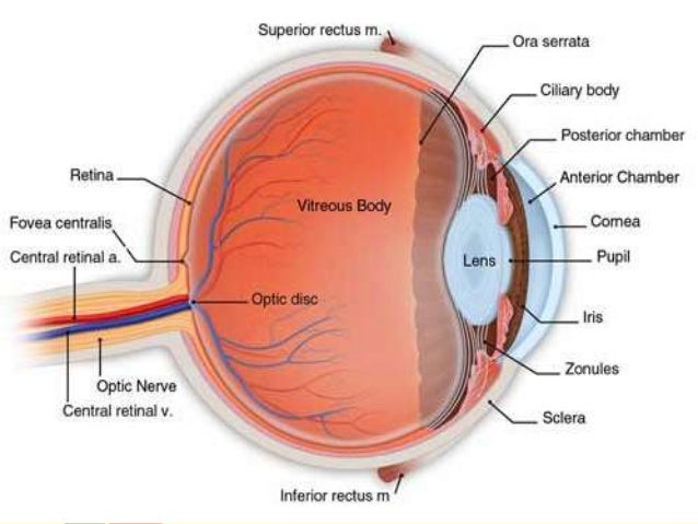 The vascular coat of the eye