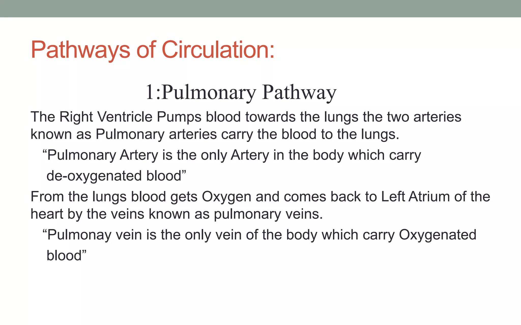 The vascular system | PPTX