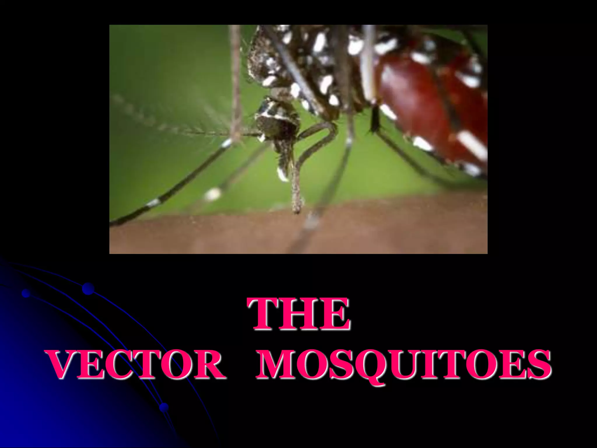 The vector mosquitoes | PPTX