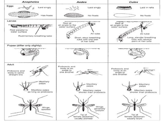 The vector mosquitoes | PPTX