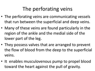 the veins of the lower limb presentation.pptx