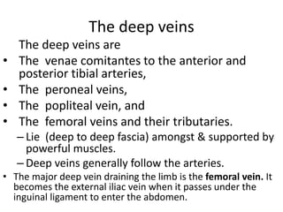 the veins of the lower limb presentation.pptx