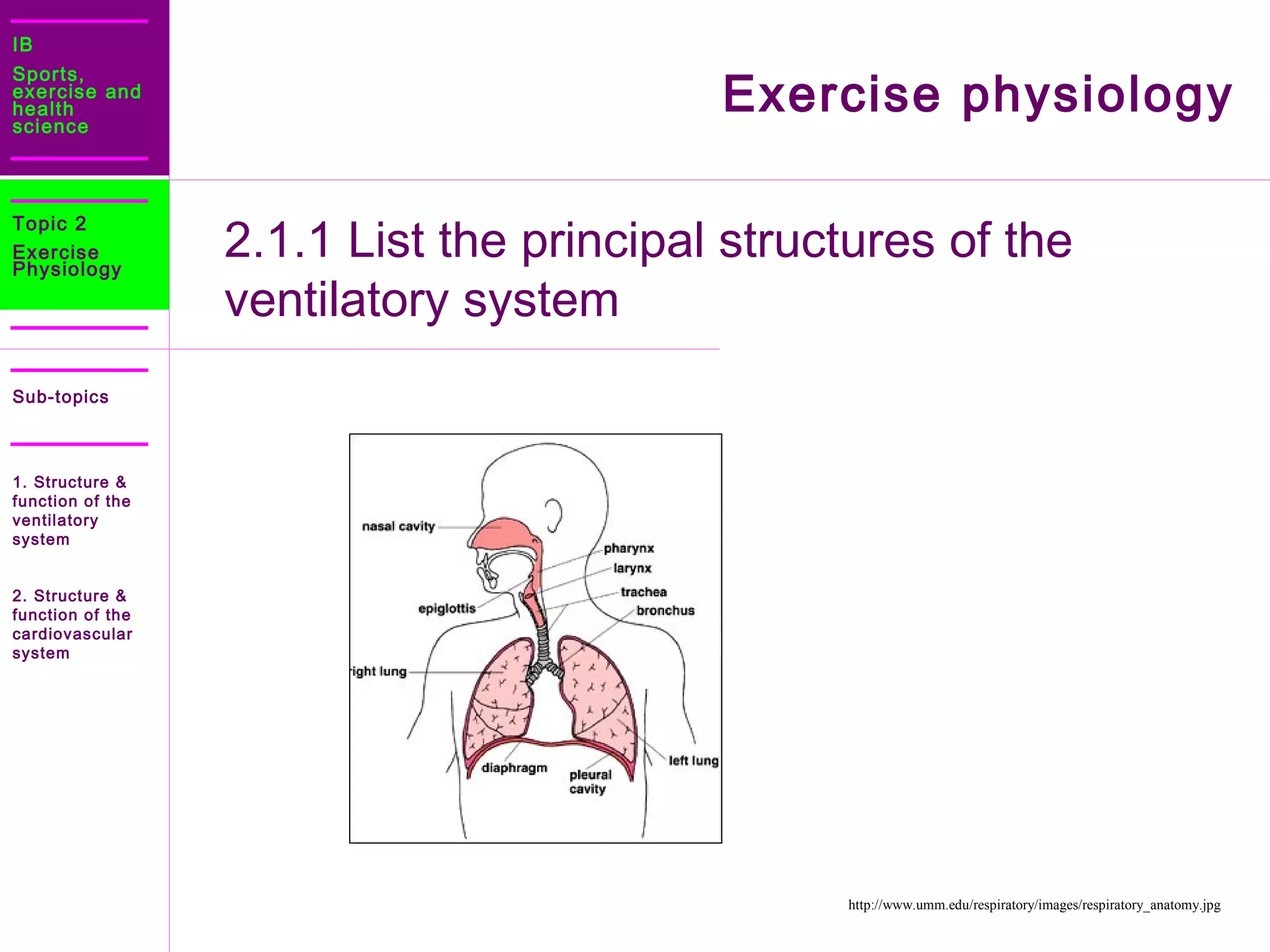 The ventilatory system - updated 2016 | PPT