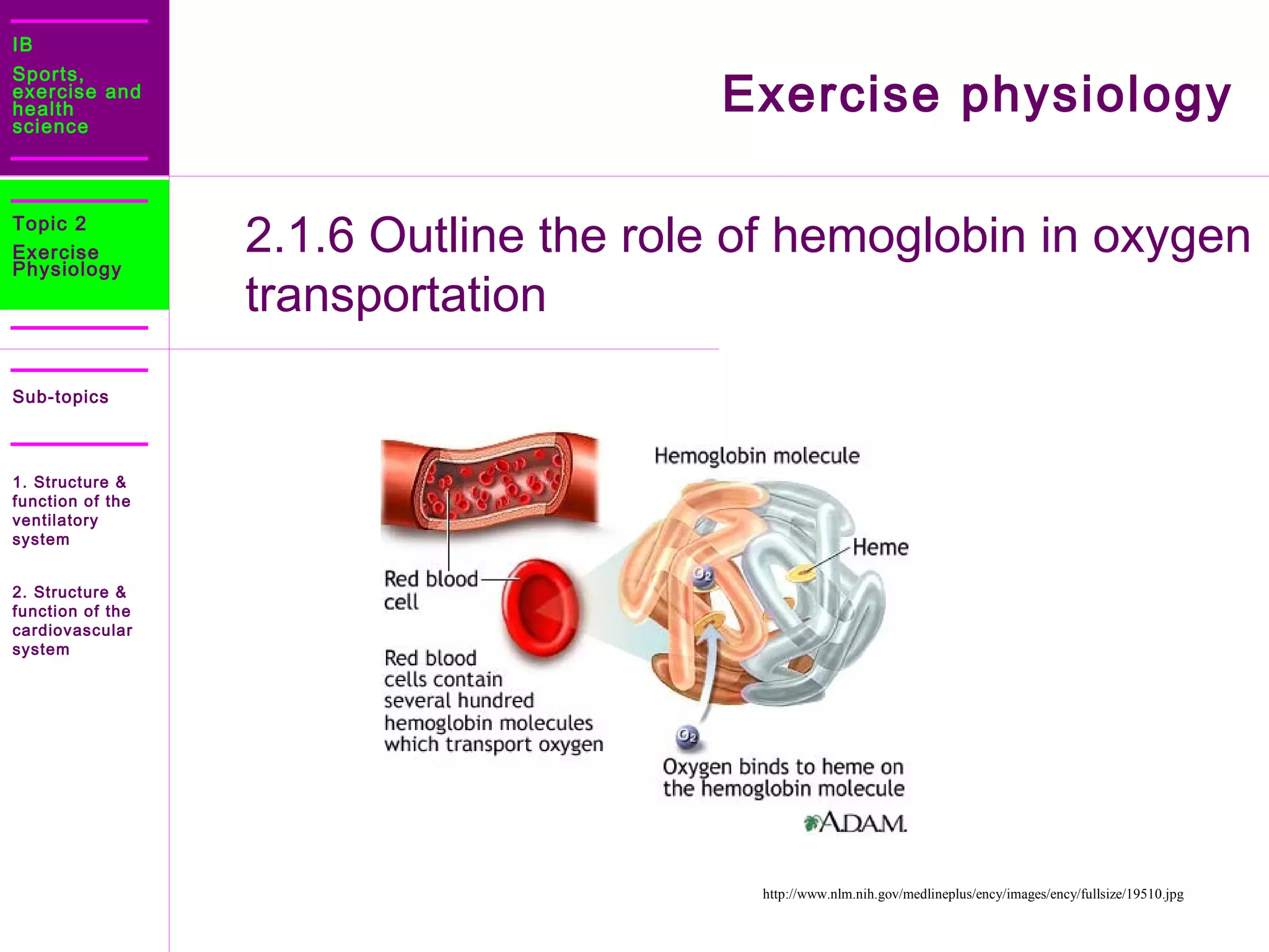 The ventilatory system - updated 2016 | PPT
