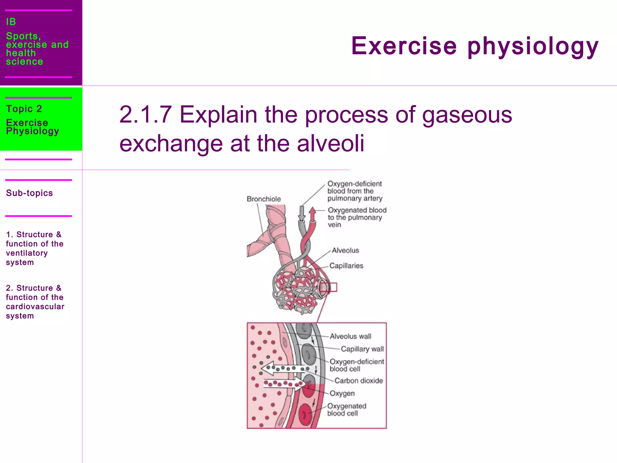 The ventilatory system - updated 2016 | PPT