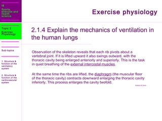 The ventilatory system - updated 2016 | PPT