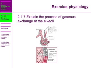 The ventilatory system - updated 2016 | PPT