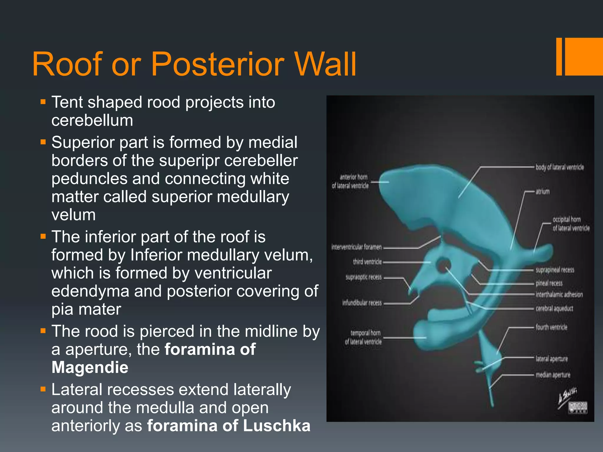 The Ventricular System | PPTX