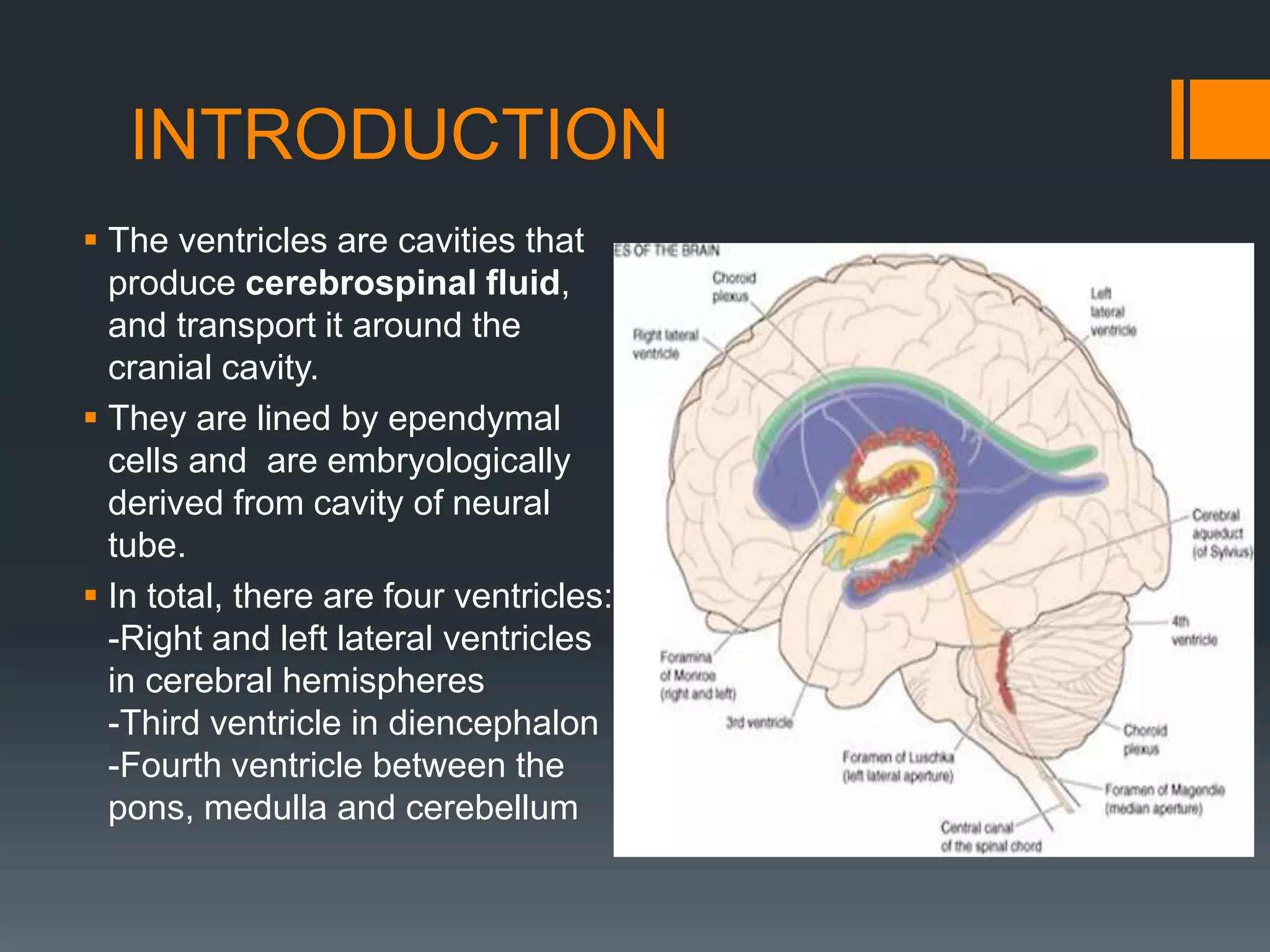 The Ventricular System | PPTX