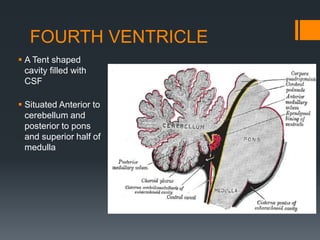 The Ventricular System | PPTX
