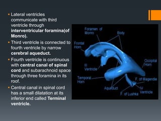 The Ventricular System | PPTX