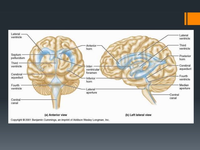 The Ventricular System | PPTX | Brain and Nervous System Disorders ...