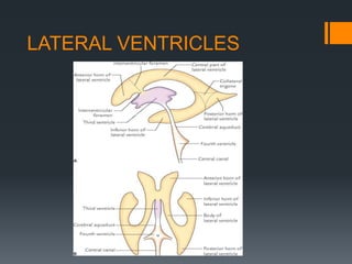 The Ventricular System | PPTX