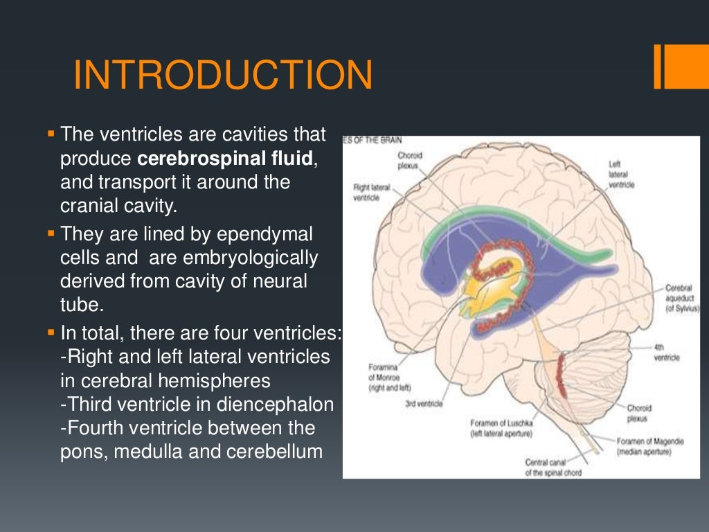 Ventricular System