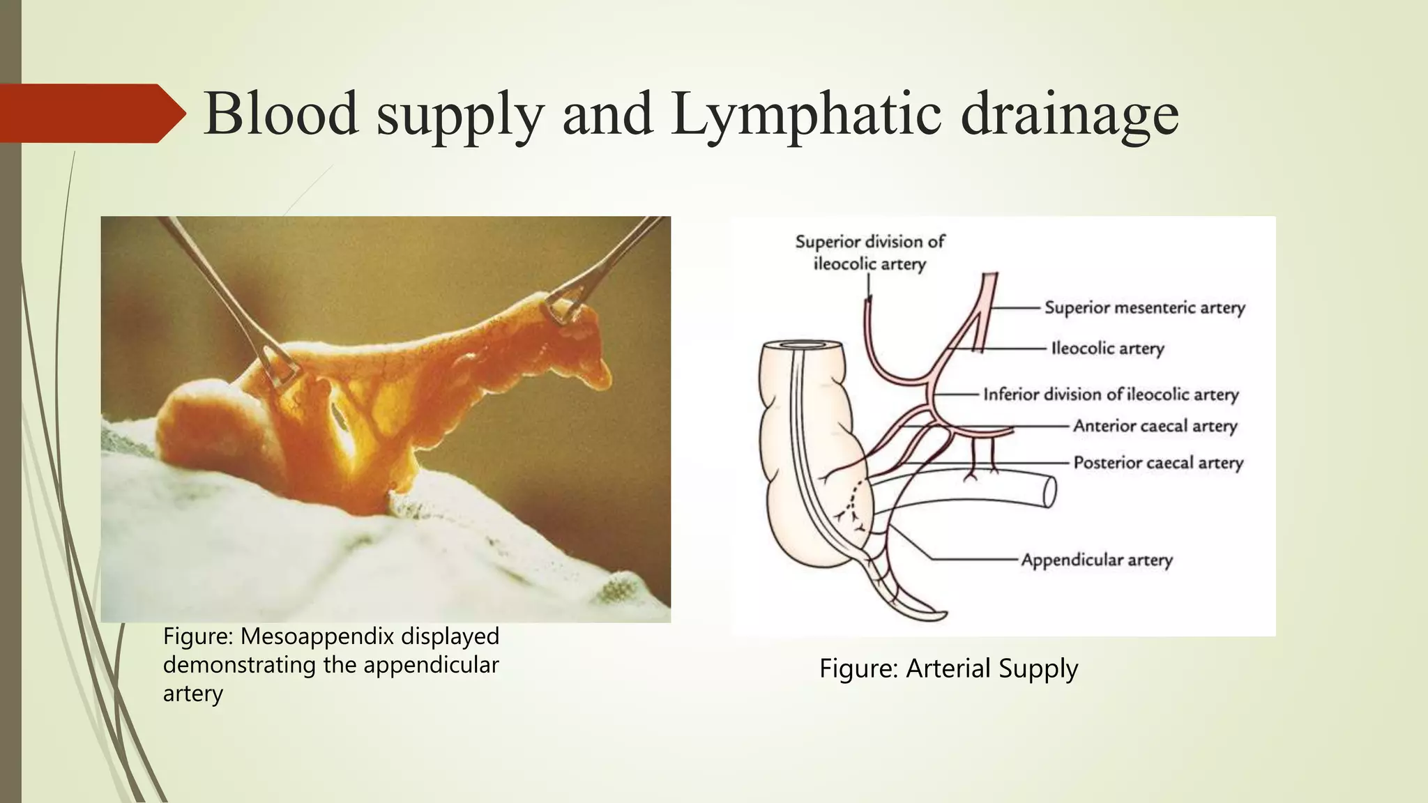 The Vermiform Appendix.pptx