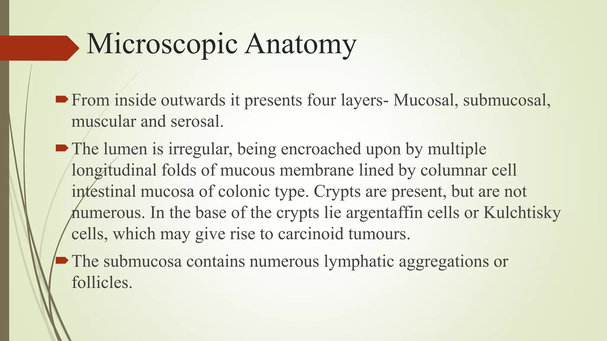 The Vermiform Appendix.pptx | Digestive Disorders | Diseases and Conditions