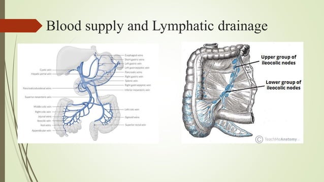 The Vermiform Appendix.pptx | Digestive Disorders | Diseases and Conditions