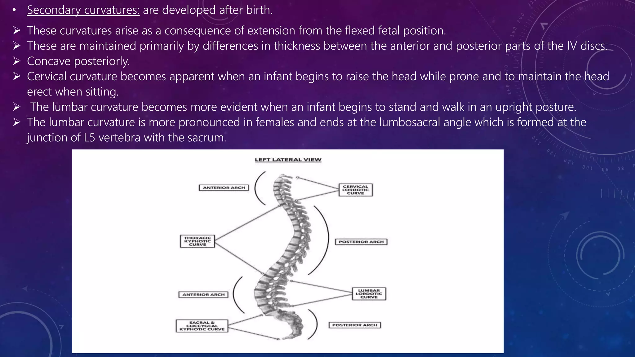 The vertebral column.pptx