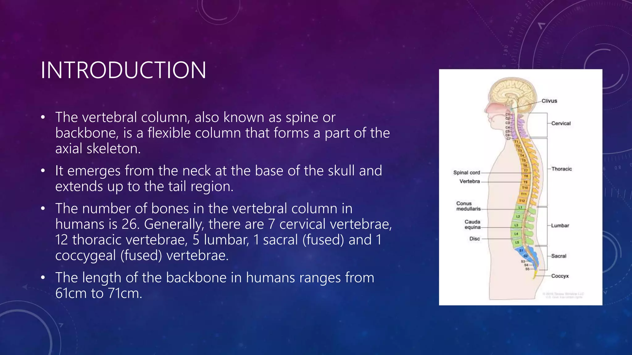 The vertebral column.pptx