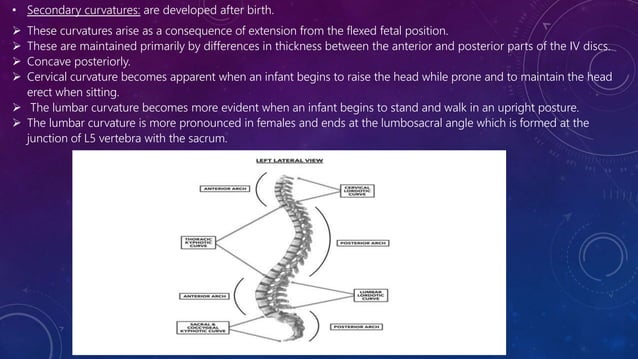 The vertebral column.pptx
