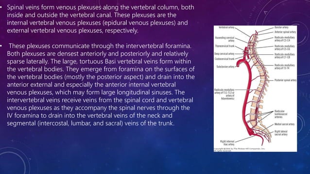 The vertebral column.pptx