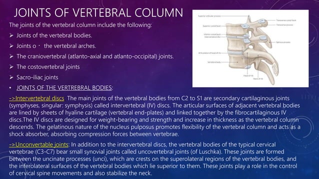 The vertebral column.pptx