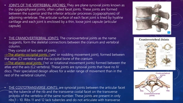 The vertebral column.pptx