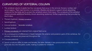 The vertebral column.pptx