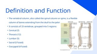 Biomechanics of the Vertebral Column: Structure, Movement & Clinical ...