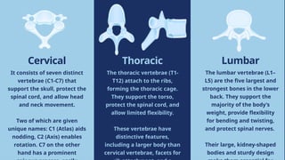 The Vertebral Columnpresemtation (Final Ver.).pptx