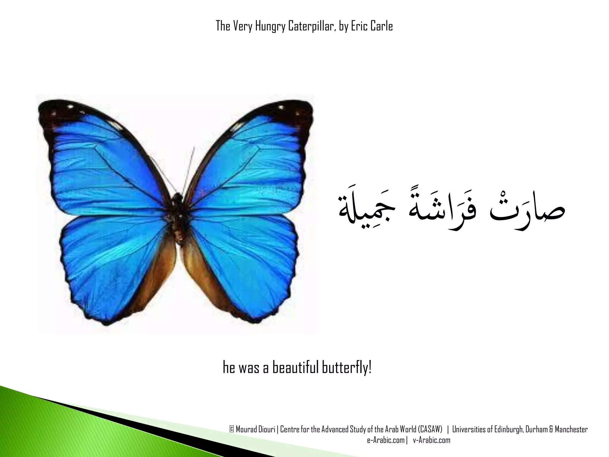 The very hungry caterpillar (arabic english) | PDF